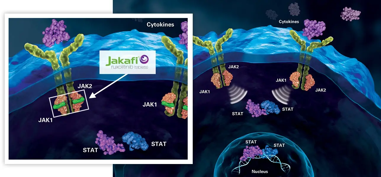 Mechanism of action | Jakafi® (ruxolitinib)